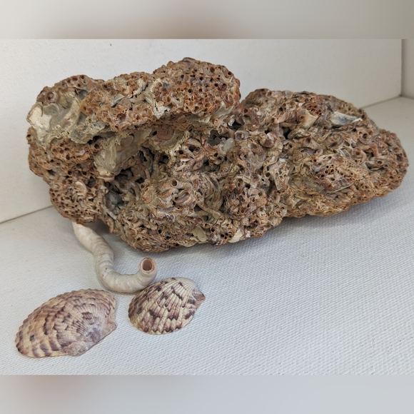 Sanibel Island | Accents | Aquarium Sea Snails Fossil Cemented Shells ...